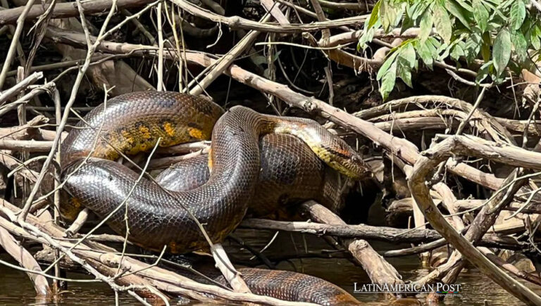New Giant Anaconda Species Discovered in Ecuadorian Amazon is Among the ...