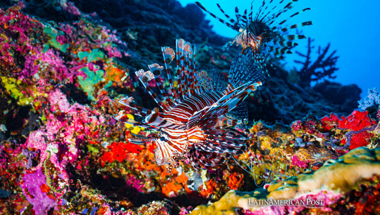 Brazil Launches Program for 'Blue Economy' Through Reef Preservation ...