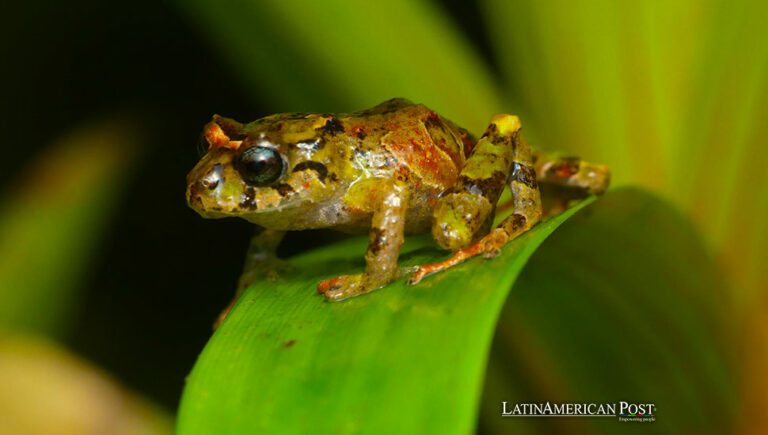 New Frog Species Discovered in Ecuador Honors Conservationist Norma ...