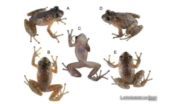 One Hundred Years of Solitude: Rediscovering Ecuador’s Lost Frog ...