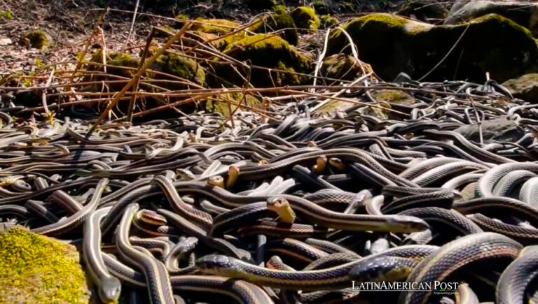 The Deadly and Terrifying Beauty of Brazil's Ilha da Queimada Grande ...