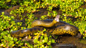 The Untold Story of the Latest Andean Anaconda’s Discovery ...