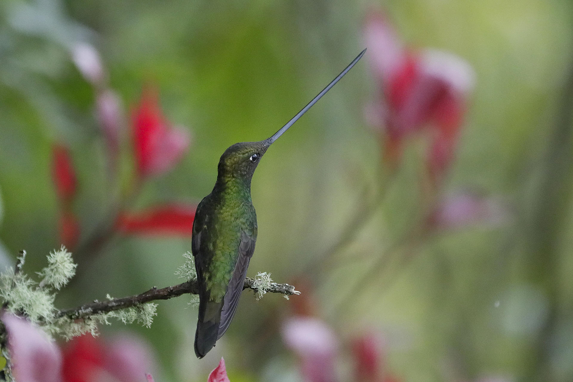 Colombian Hummingbirds Dance as Misty Monserrate Unveils a Vibrant ...