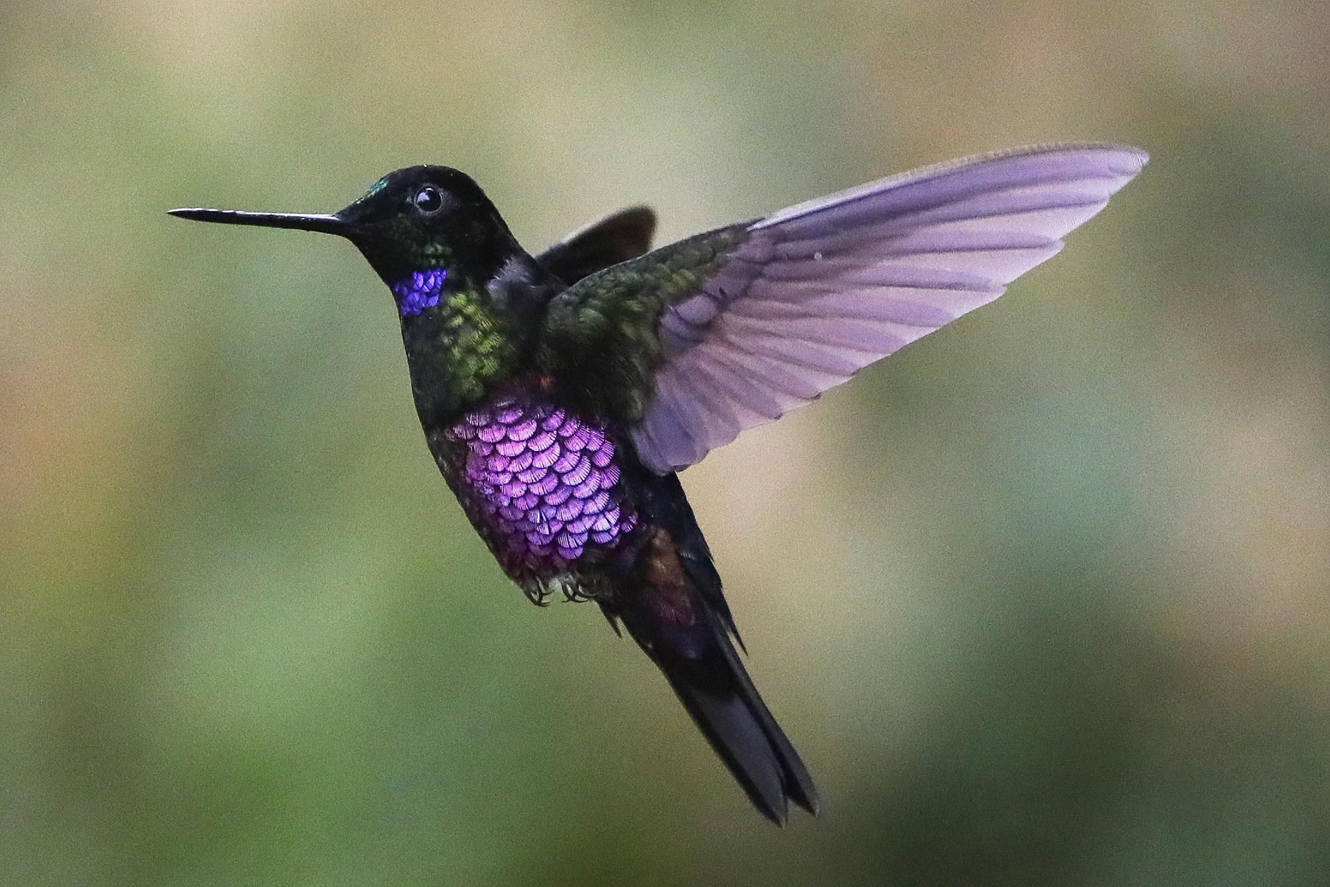 Colombian Hummingbirds Dance as Misty Monserrate Unveils a Vibrant Haven - LatinAmerican Post