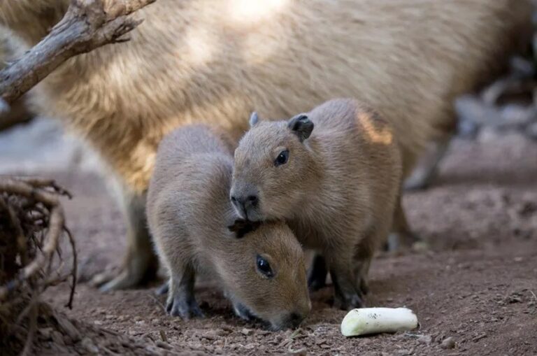 South American Capybaras' Viral Fame Hides Vital Ecosystem Service Role ...